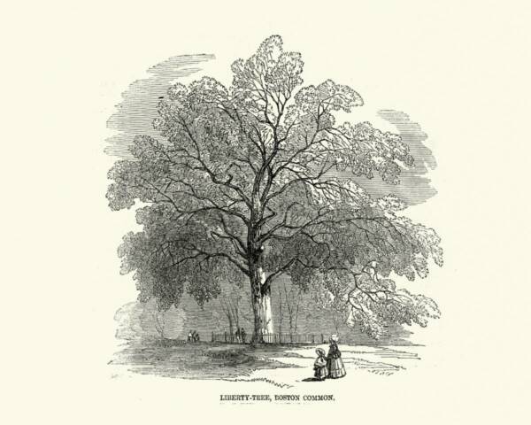 The History of the Liberty Tree - Grand Lodge of Pennsylvania